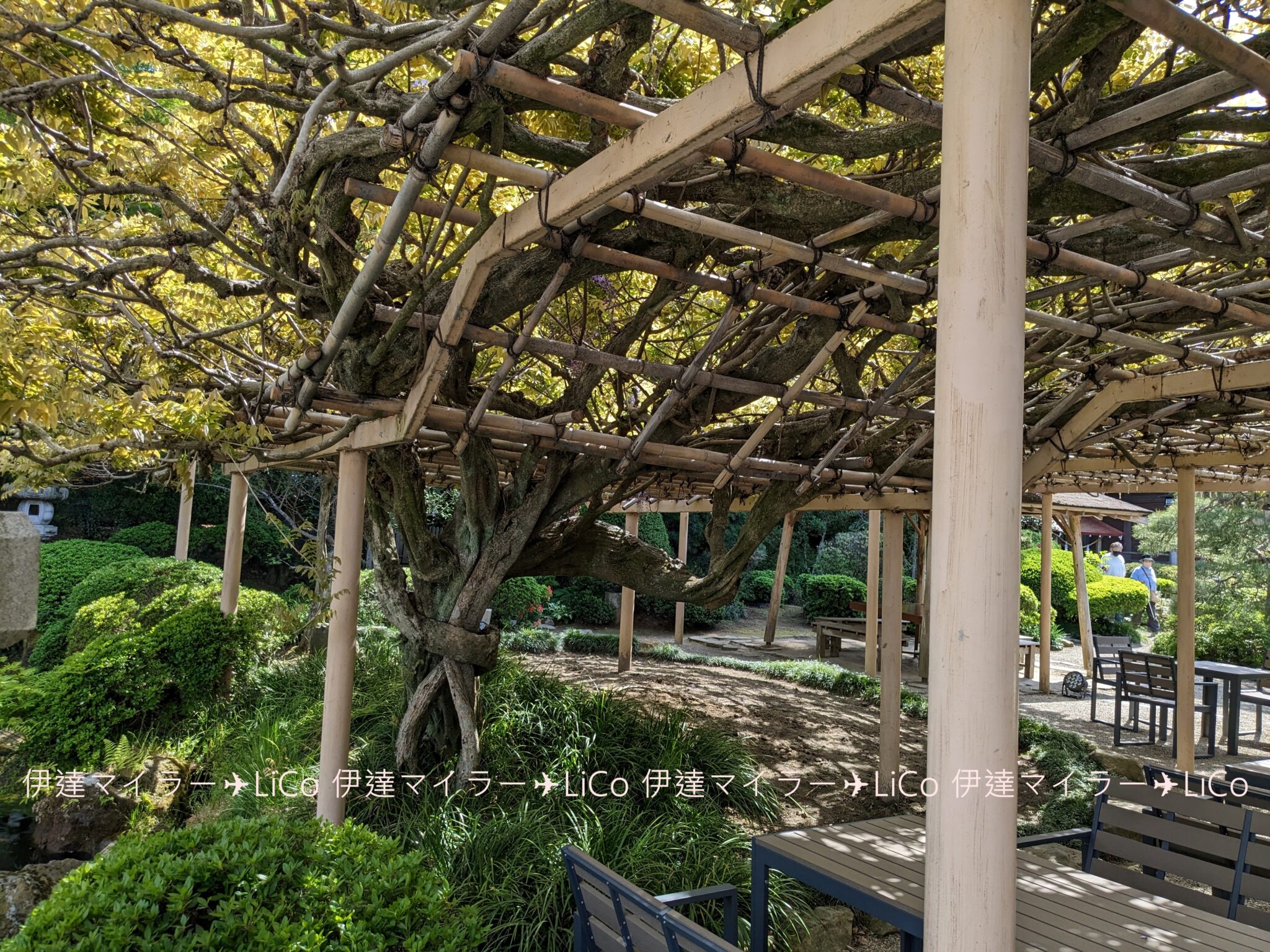 【金蛇水神社】金運 商売繁盛 樹齢300年「九竜の藤」 宮城県岩沼市パワースポット | 仙台発 伊達マイラー LiCo（りこ）